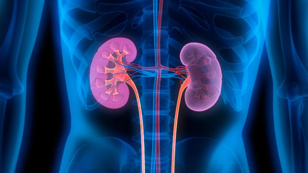 Testosterone and Kidney function – Weight Success Centers